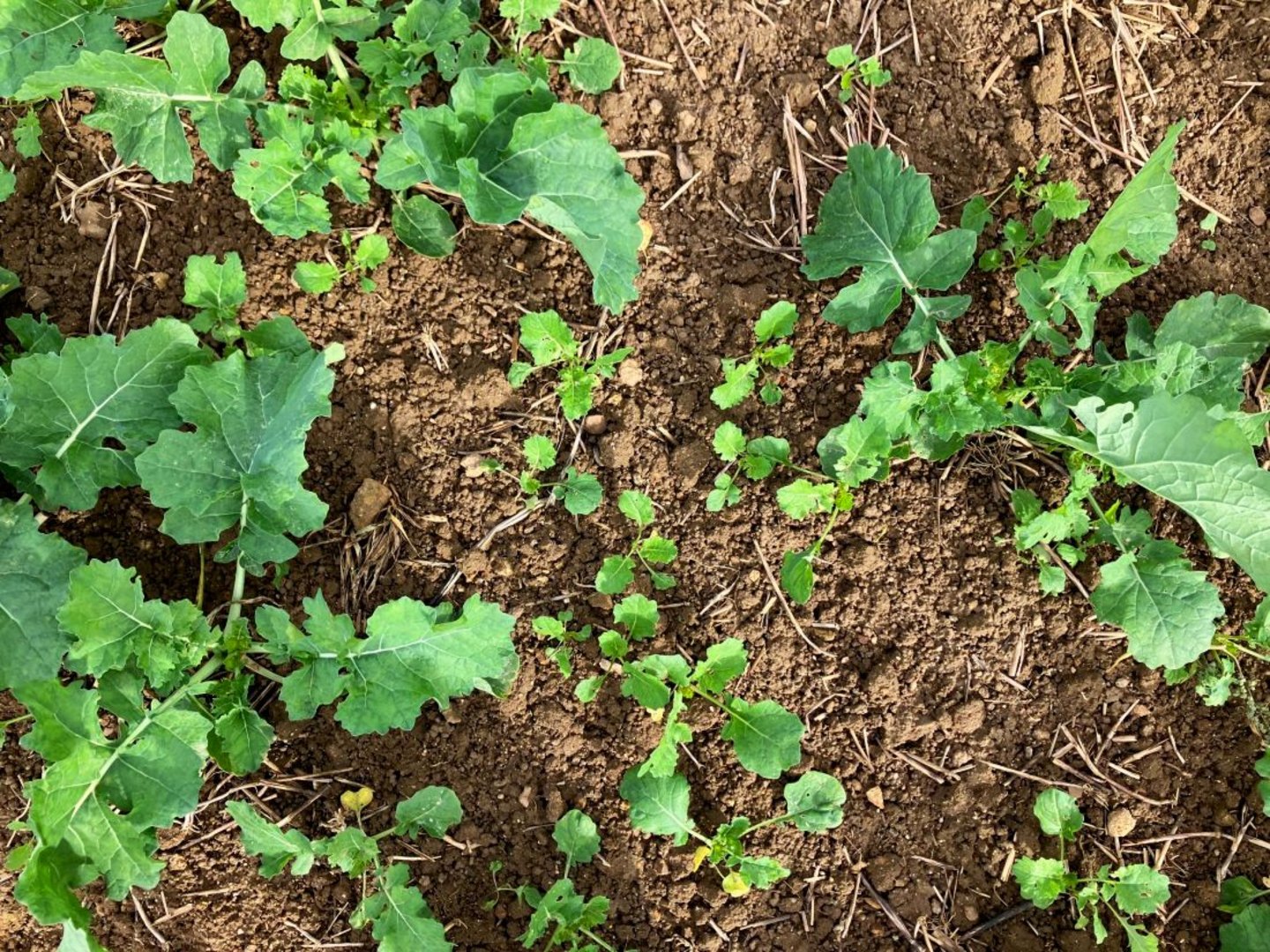 Wochenbericht 46-2024 - Düngerfuchs