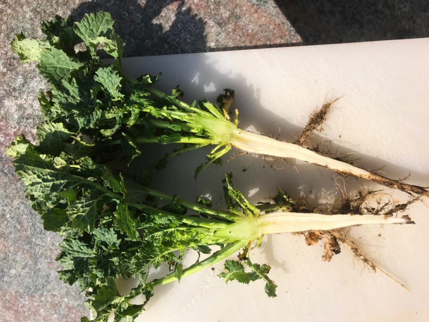 Wochenbericht 12-2022 - Düngerfuchs