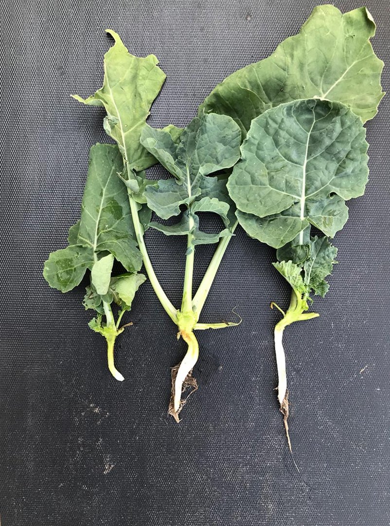 Wochenbericht 39/2020 - Düngerfuchs