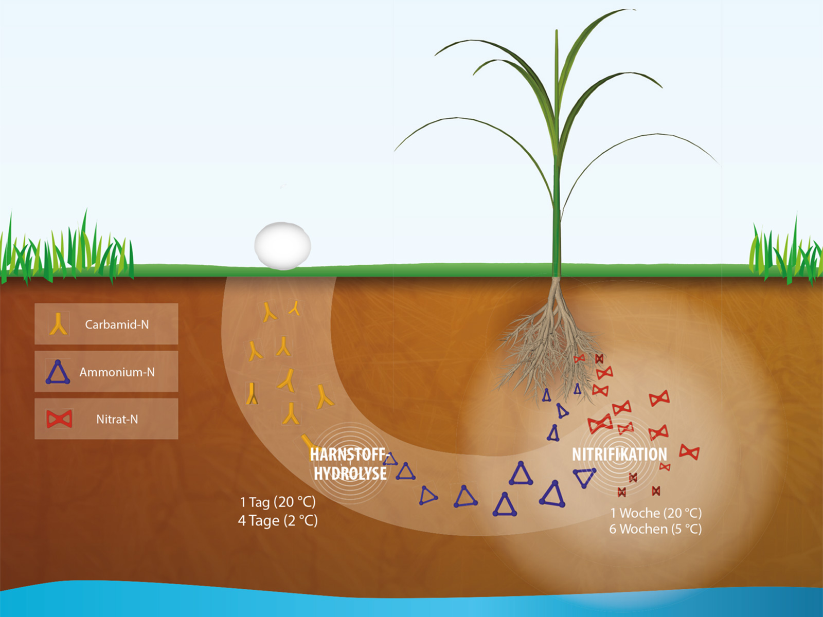 Harnstoff – Weltdünger Nummer Eins