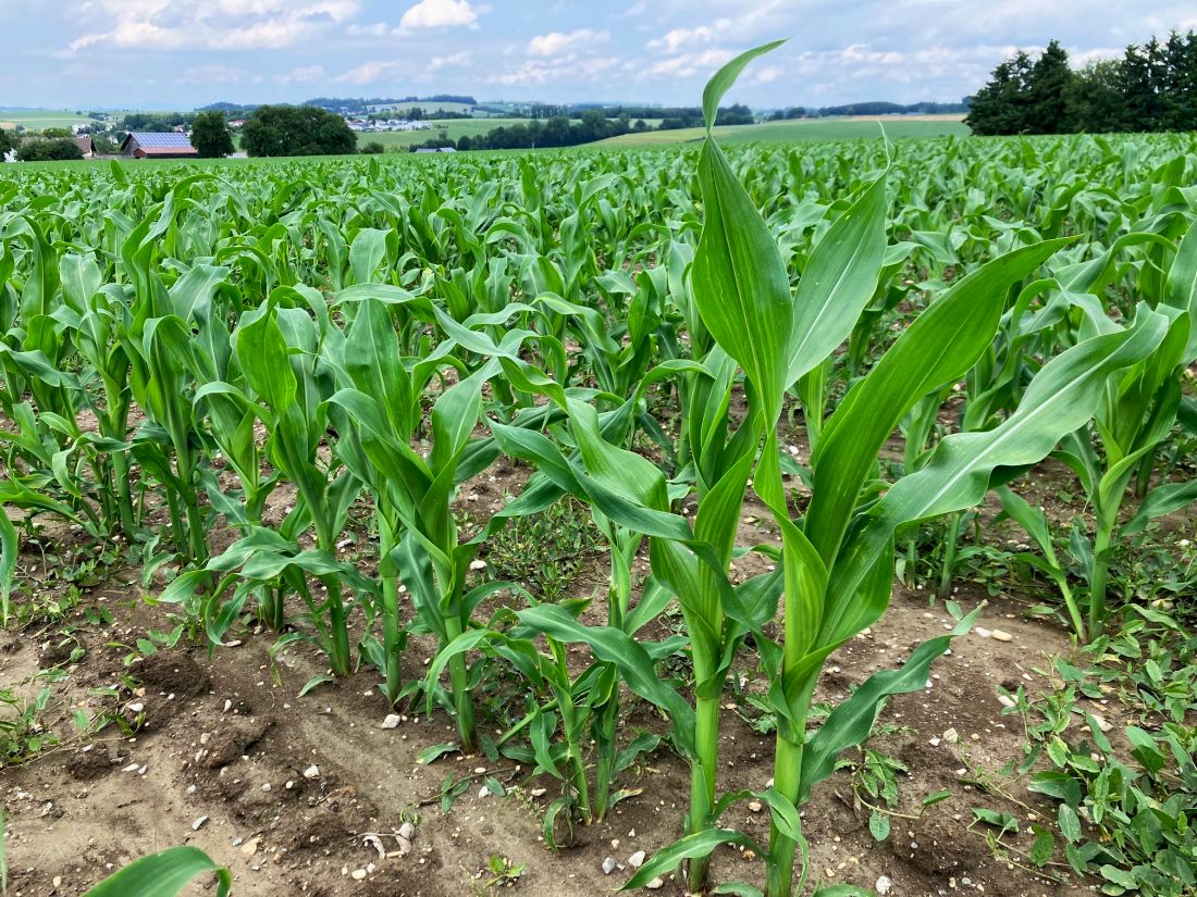 Fachberater Südliches Bayern, Österreich - Düngerfuchs